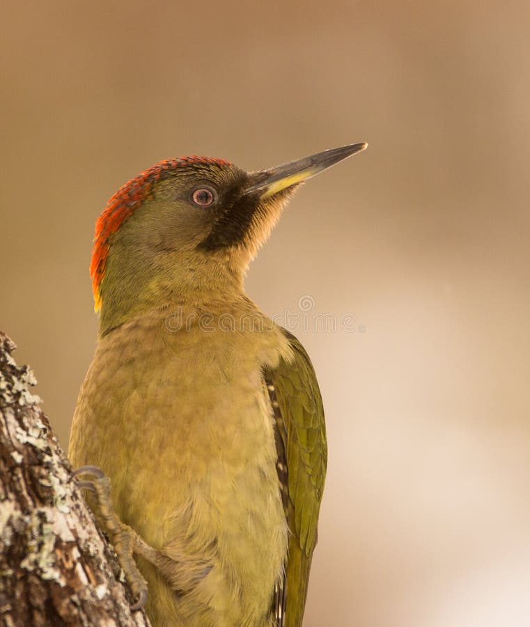 Portret Van Een Groene Specht Stock Afbeelding - Image of vogels, kijk ...