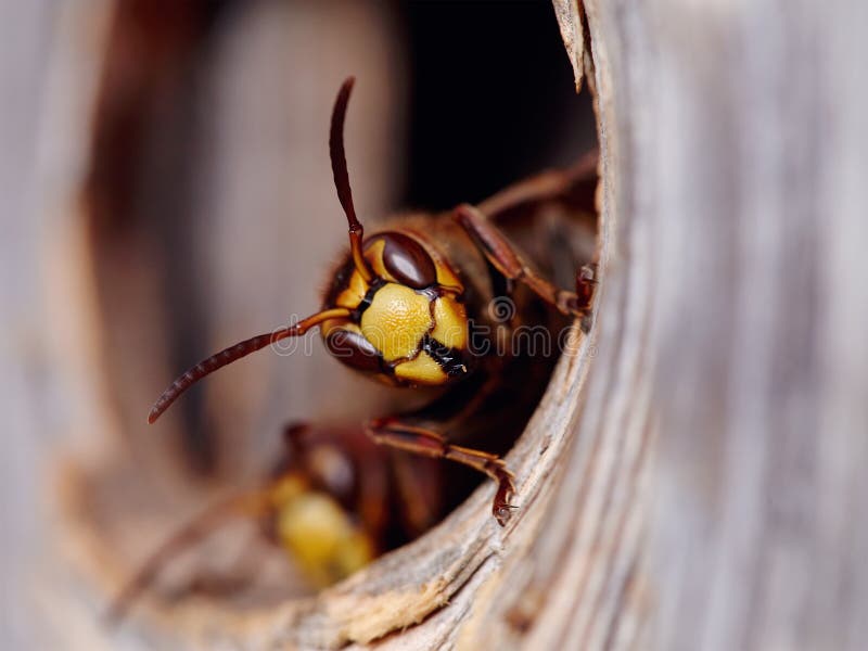 Portret Van Een Grote Wesp - Een Horzel Stock Foto - Image of beschermd ...