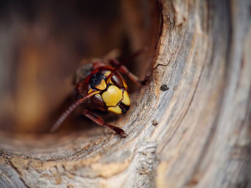 Portret Van Een Grote Wesp - Een Horzel Stock Afbeelding - Image of ...