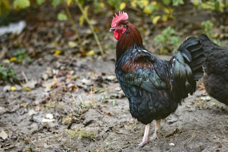 Portret Van Een Haan Met Een Rode Kam Op Een Achtergrond Van Witte Kip ...