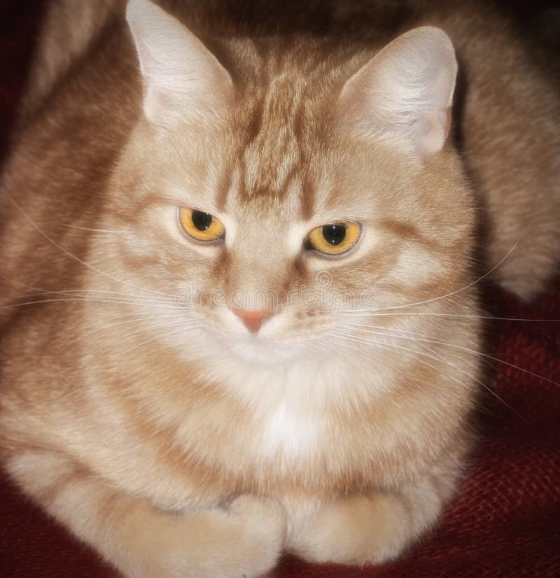 Portret Van Een Huiskat Foto. Afbeelding: 93682675