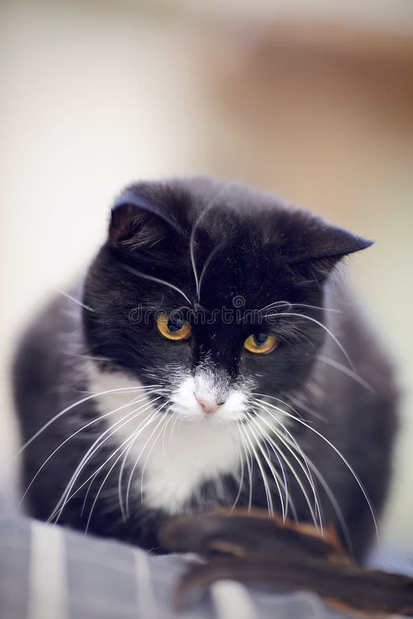 Portret Van Een Kat Van Een Zwart-witte Kleur Stock Afbeelding - Image ...