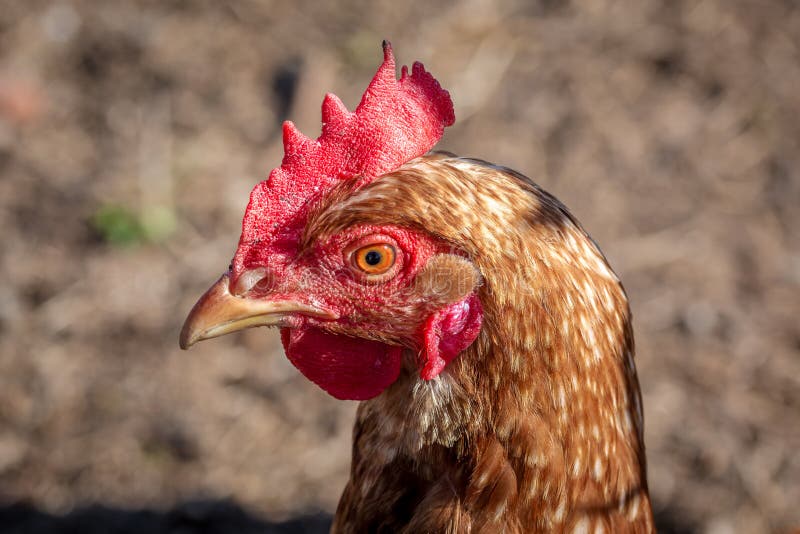 Portret van een kip stock afbeelding. Image of nesten - 142364407