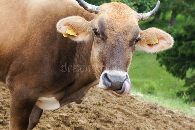 Portret van een koe stock afbeelding. Image of platteland - 40173209