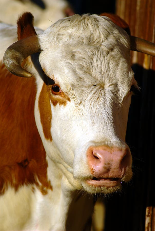 Portret van een Koe stock foto. Image of zoogdieren, dierentuin - 4478138