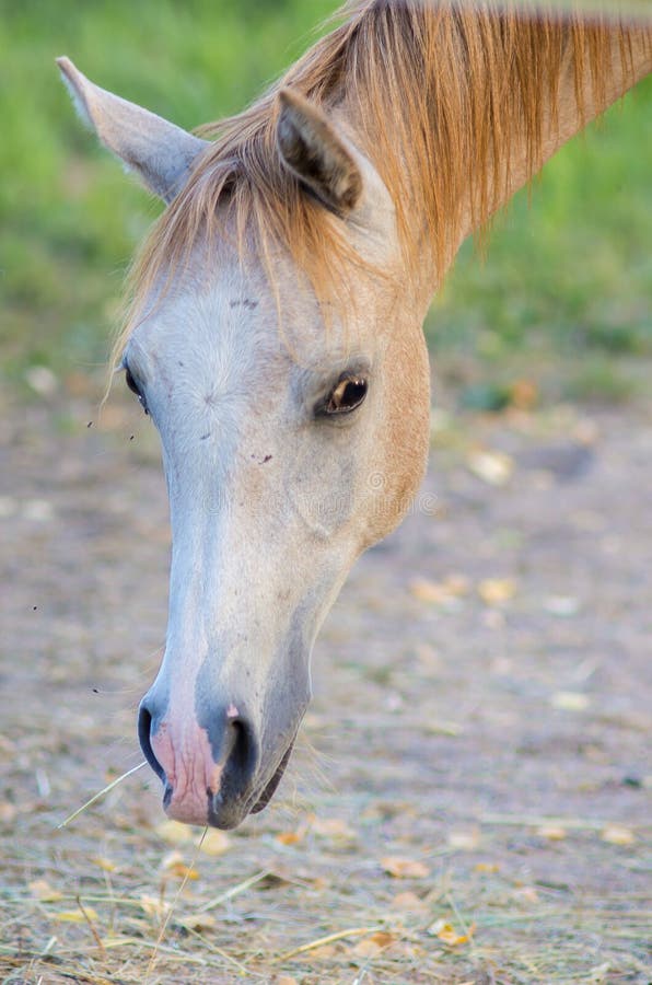 Portret Van Een Lichtbruin Paard Stock Afbeelding - Image of paarden ...