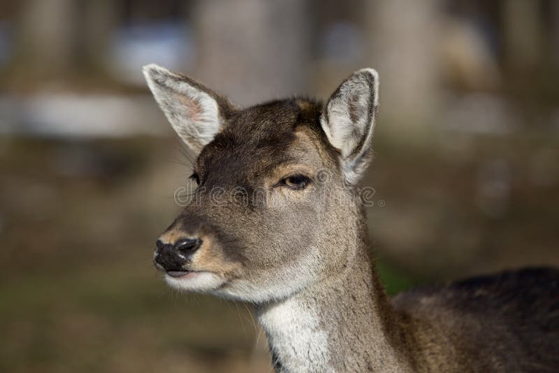 Portret Van Een Ree in De Zon Stock Afbeelding - Image of bont ...