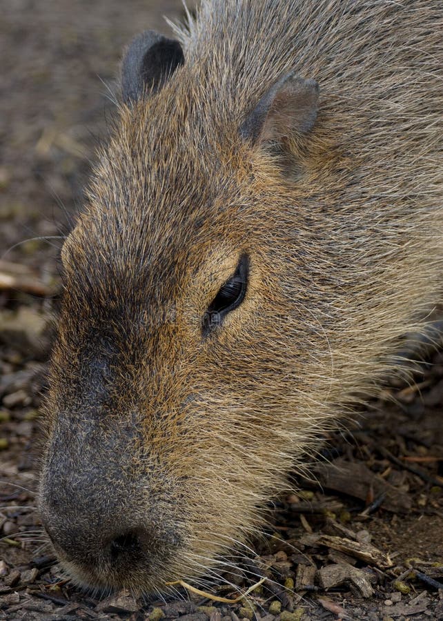 Grey Capybara-slaap in De Dierentuin Stock Foto - Image of herbivoren ...