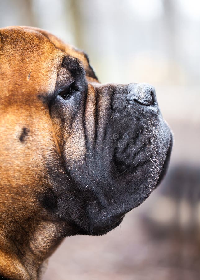 Portret Van Engelse Mastiff Stock Afbeelding - Image of dier, rasecht ...