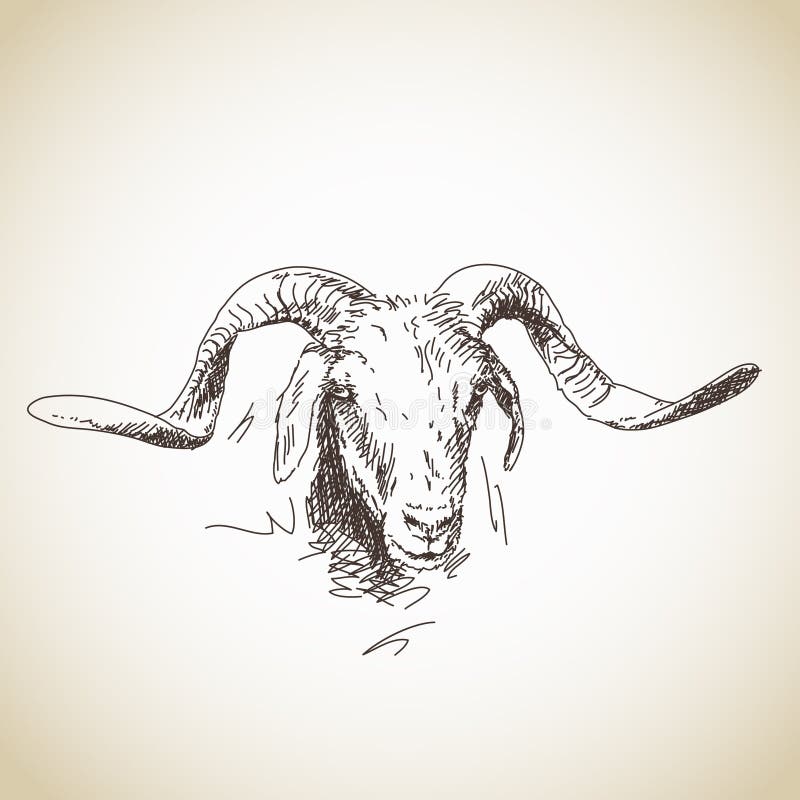 Portret van geit vector illustratie. Illustration of schets - 14757359