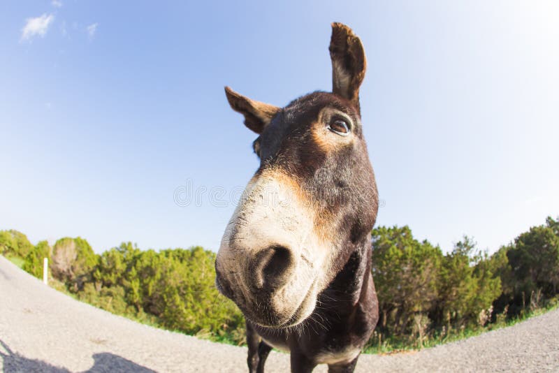 Portret Van Grappige Wilde Ezel Stock Foto - Image of karikatuur, pret ...
