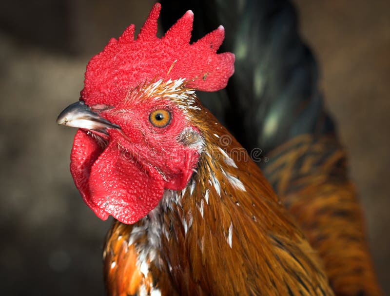 Portret Van Een Haan In Een Pak En Bril Voor Zakelijk Gebruik Stock ...