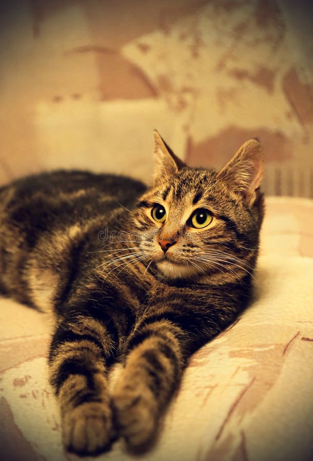 Portret van jonge kat stock afbeelding. Image of soort - 86248513