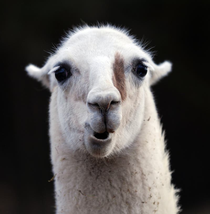 Starende Lama stock foto. Afbeelding bestaande uit kauw - 9958580