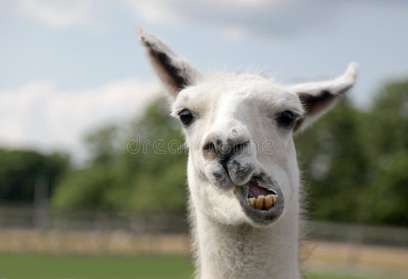 Stom Dier Malle Lama Het Hoofd Opduiken Grappig Memebeeld Stock Foto ...