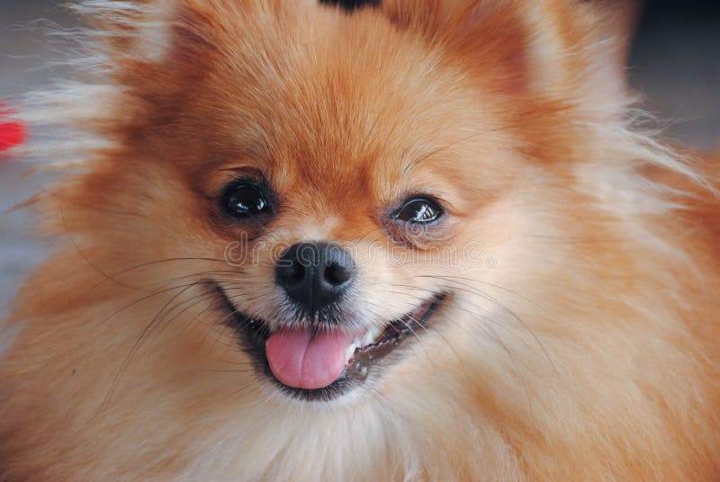 Portret Van Leuke Duitse Spitz Hondclose-up Stock Foto - Image of ...