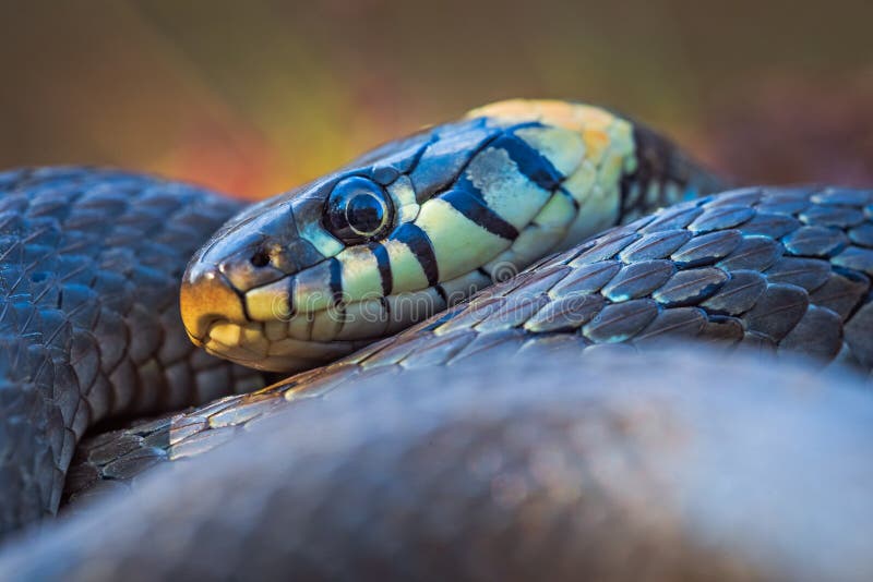 Portret Van Mooie Ringslang - Natrix Natrix Stock Foto - Image of ...