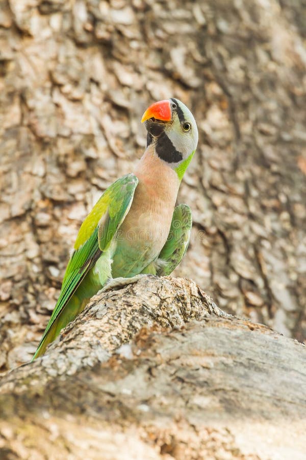 Parkiet Die Met Rode Borst Op Blauwe Hemel Vliegen Stock Afbeelding ...