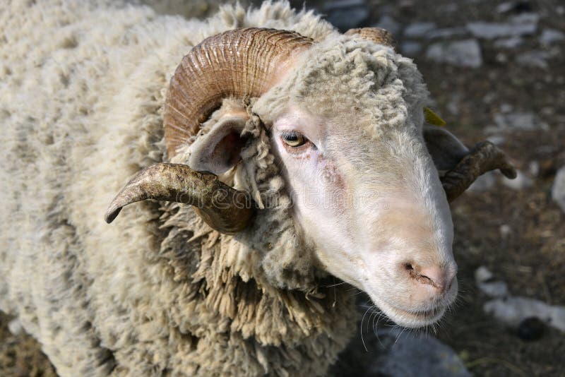 Close-up Van Een Schaap Uit Kameroen Stock Foto - Image of agenda ...