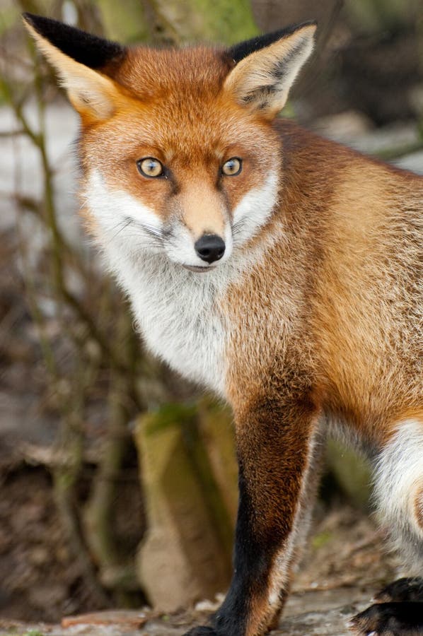 Portret van Rode Vos stock foto. Image of hond, bakkebaarden - 21229776