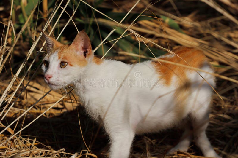 Portret Van Wilde Wit-oranje Kat in Het Platteland Stock Afbeelding ...