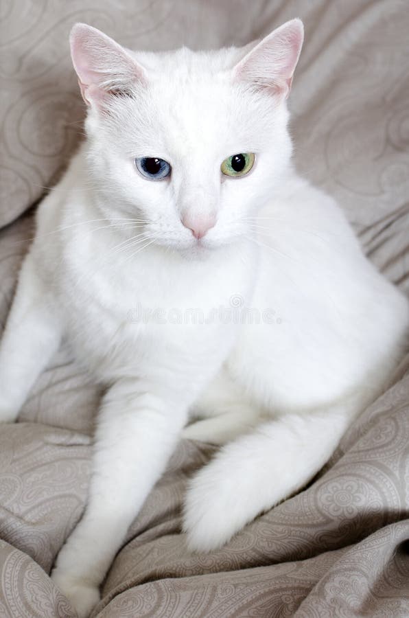 Portret van witte kat met stock foto. Image of jong, ogen - 23299608
