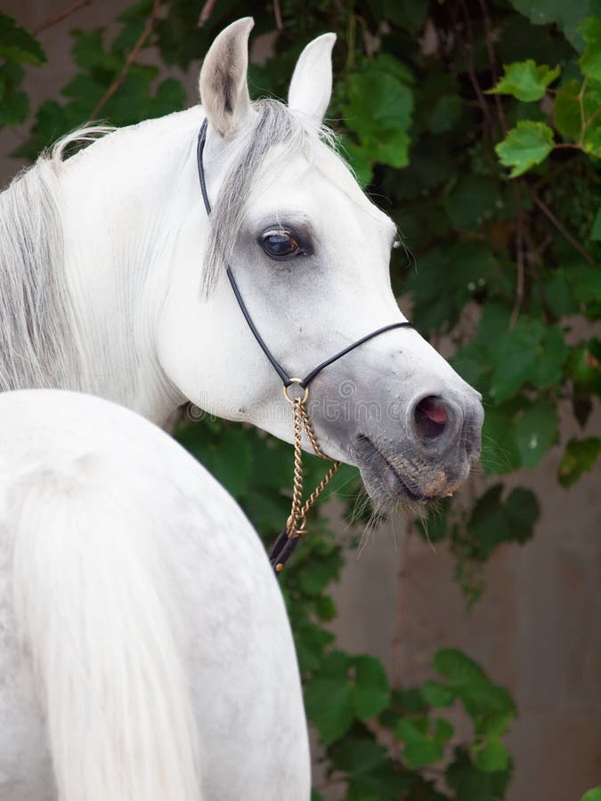 Portret Van Witte Rasechte Arabier Bij Druivenachtergrond Stock ...