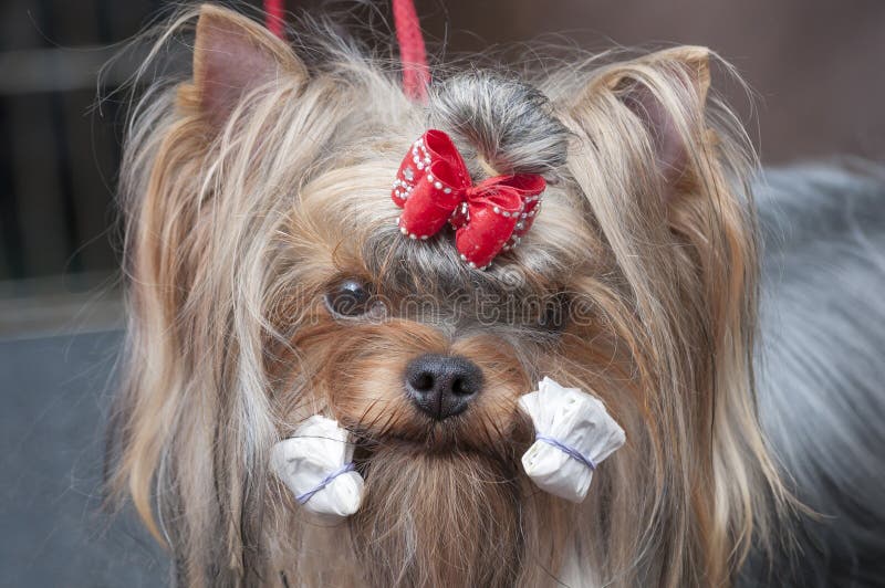 Portret Van York. De Hond Toont. Stock Foto - Image of hond, vriend ...