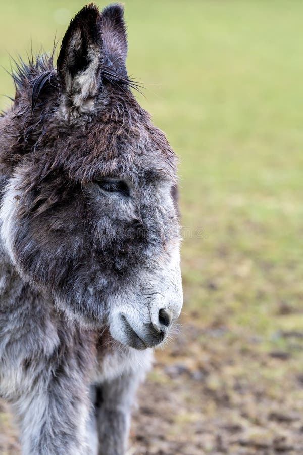Portrettering Van Een Ezel Op Groene Achtergrond Stock Foto - Image of ...