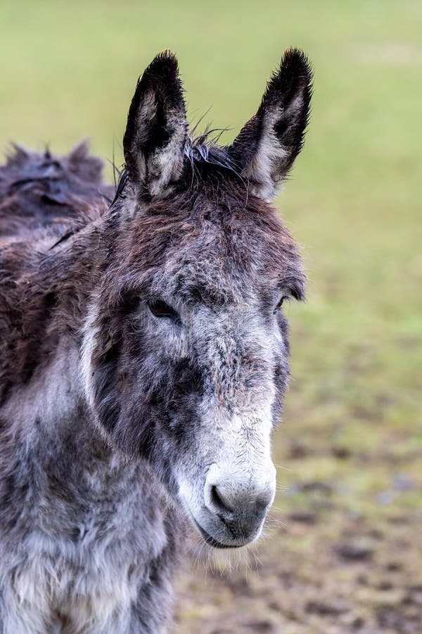 Portrettering Van Een Ezel Op Groene Achtergrond Stock Afbeelding ...