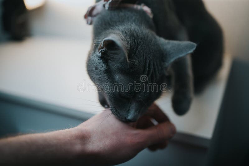 Porträtt Av En Grå, Mutande Katt Som Slickar En Manlig Hand Arkivfoto ... Porträtt Av En Grå, Mutande Katt Som Slickar En Manlig Hand Arkivfoto ...