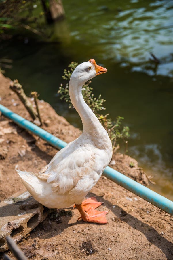 Porttrait of a duck stock image. Image of white, countryside - 263712067