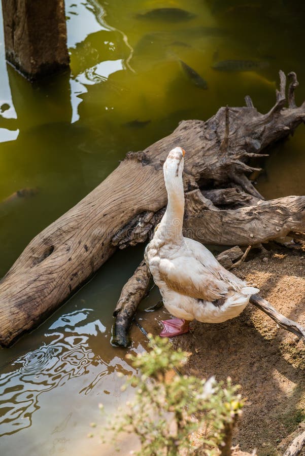 Porttrait of a duck stock image. Image of wildlife, duck - 263712077