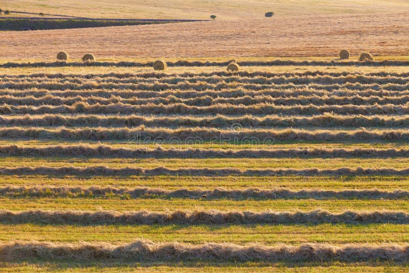 Portugal - Agriculture stock photo. Image of calming - 30975974