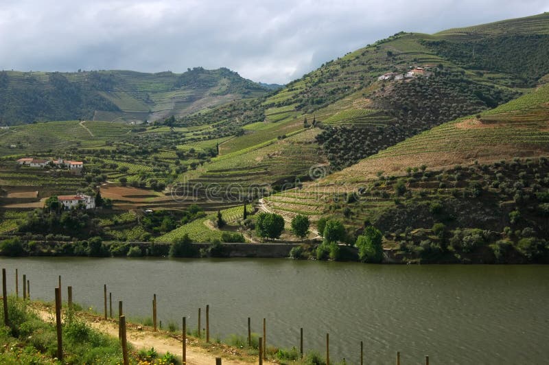 Portugal, Douro Tal stockbild. Bild von grün, lokal, ernten - 6523643
