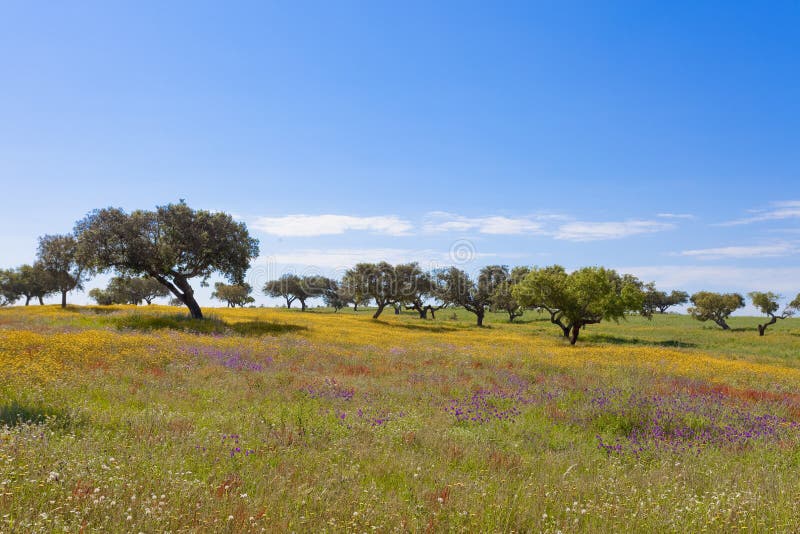 Portugal - Nature stock photo. Image of field, colorful - 30975526