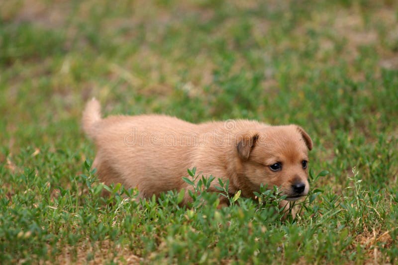 Portugalian Podengo puppy stock image. Image of play, grass - 2443587