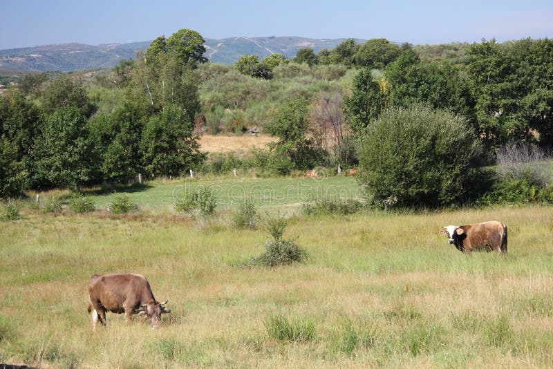 Portuguese Countryside stock photo. Image of grass, shrub - 53290286