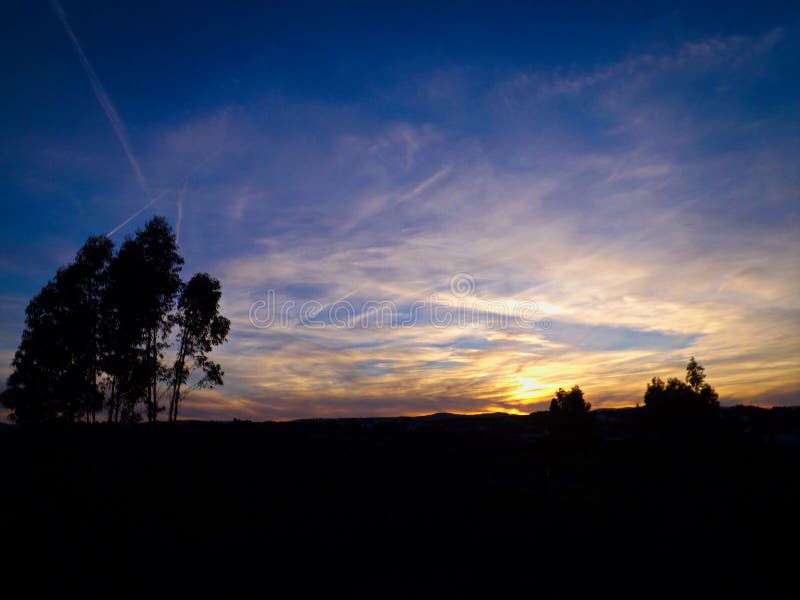 Glorious Tree stock photo. Image of green, tree, sprig - 11759204
