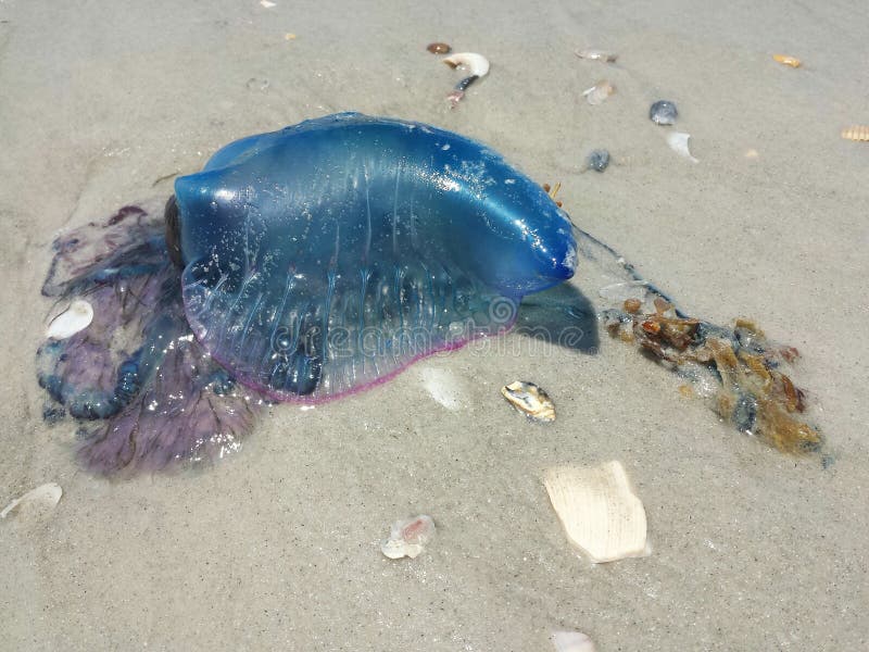 Portuguese Man of War Jellyfish Stock Image - Image of organism ...