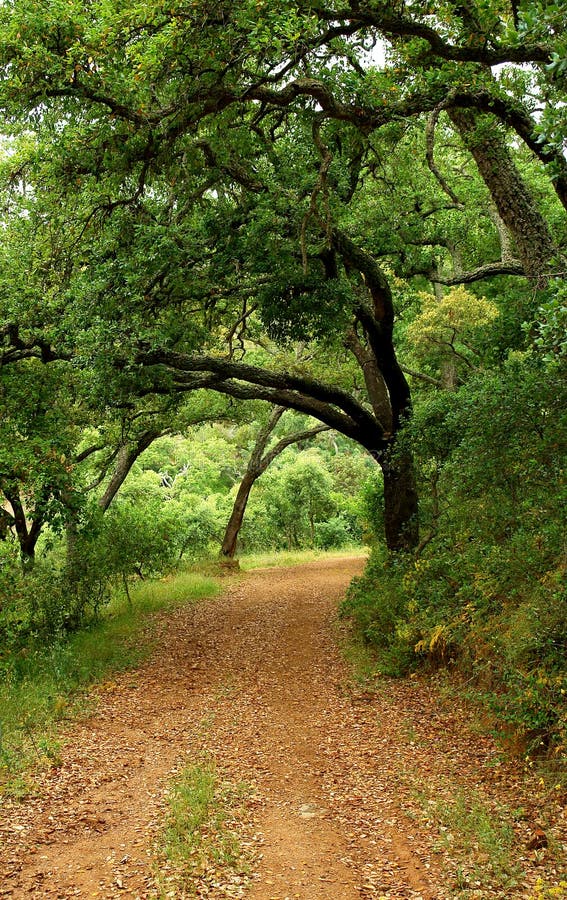 Portuguese Oak Forest (Quercus Suber) Stock Photo - Image of fresh ...
