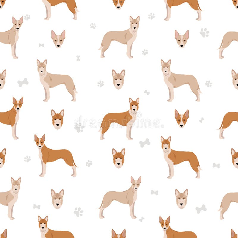 Portuguese Podengo Pequeno Clipart. Different Poses, Coat Colors Set ...