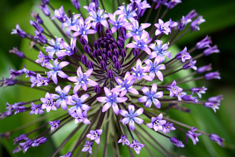 Portuguese Squill, detail stock image. Image of squill - 15160787
