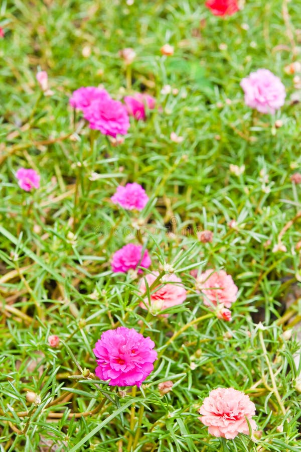 Portulaca stock photo. Image of flowers, summer, stamen - 20950922