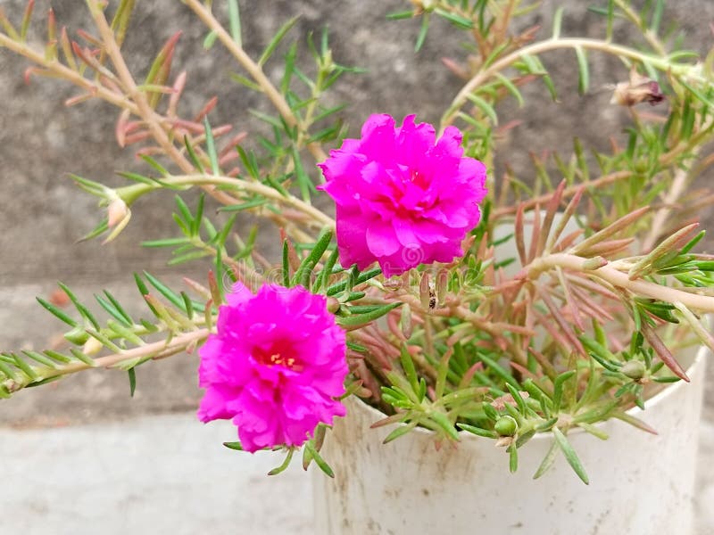 Portulaca Grandiflora or Moss Rose Flowers Stock Image - Image of ...