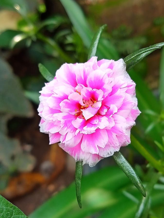 Portulaca Grandiflora is Commonly Called Rose Purslane or Rose Mose ...