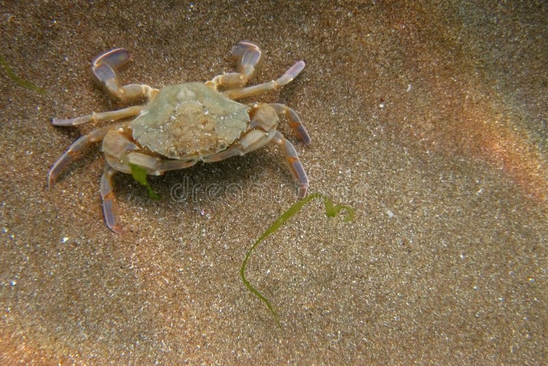 Portunus holsatus stock photo. Image of sand, crustacea - 11401938