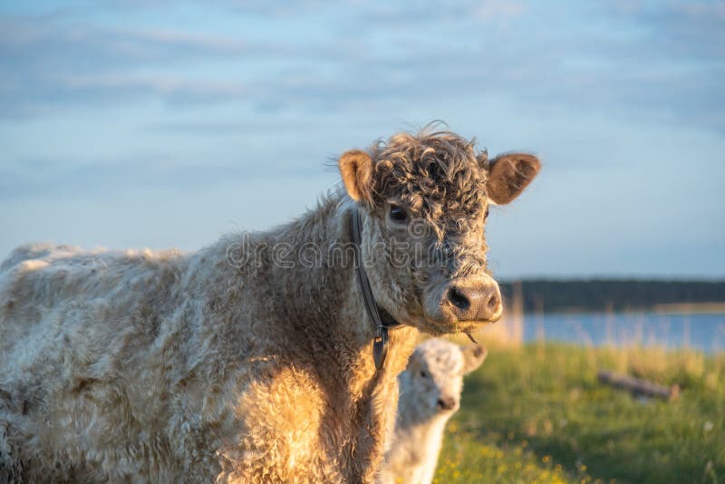 Galloway cattle with calf stock photo. Image of coast - 358012032