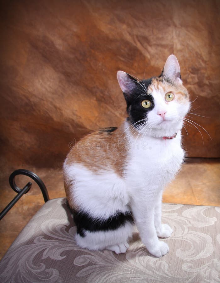 Chat de calicot image stock. Image du alerte, mammifère - 2111993
