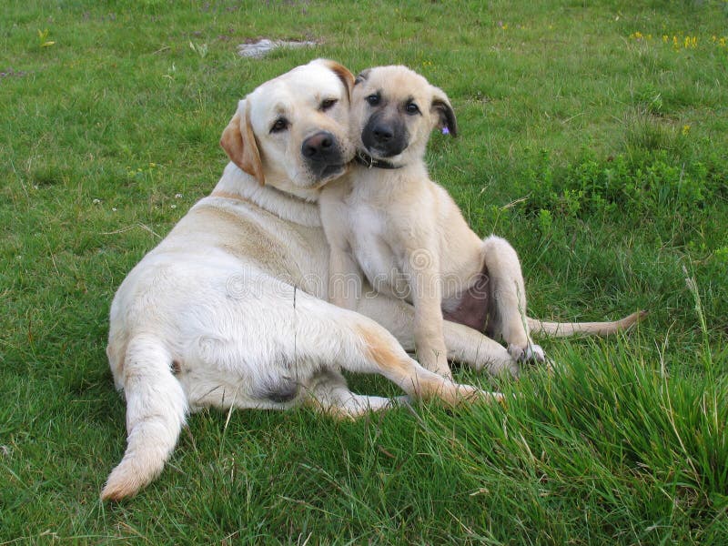 Pose de dois cães foto de stock. Imagem de amigo, relaxe - 1528484